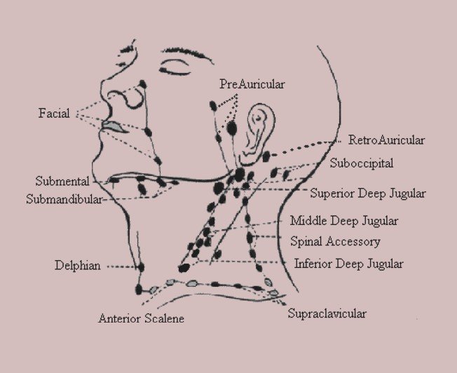 Cervical Lymph Nodes Radiology Cervical Lymph Nodes Radiology