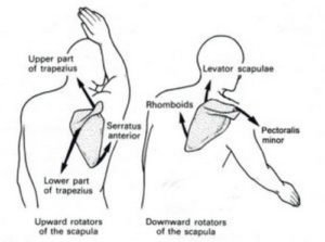 👉 Scapular Pain (right, left) - Muscle pain Causes and Exercises ...