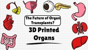 3D Printed Organs: The Future of Organ Transplants?